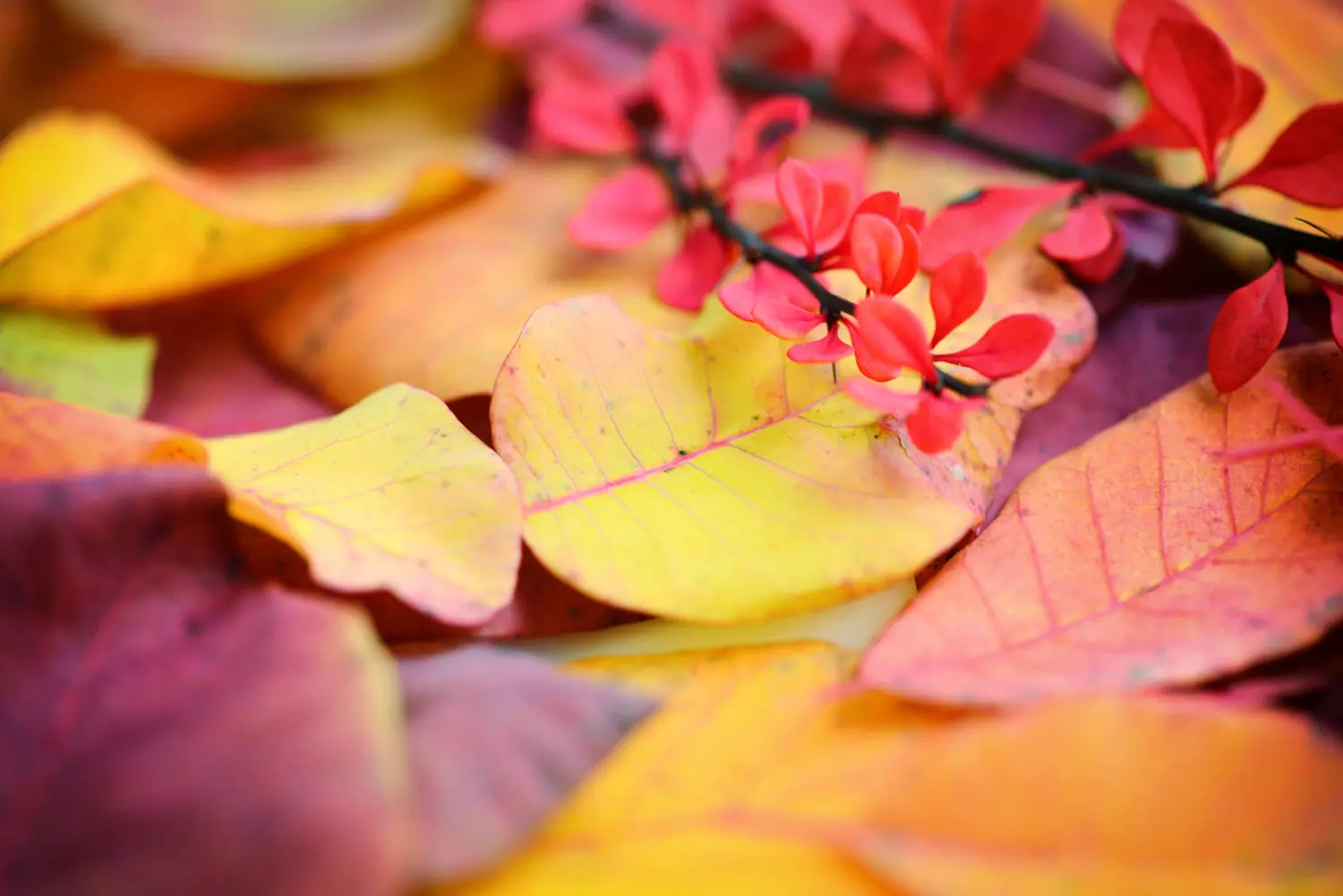 Colores de otoño - Primeriti: Blog | El Corte Inglés